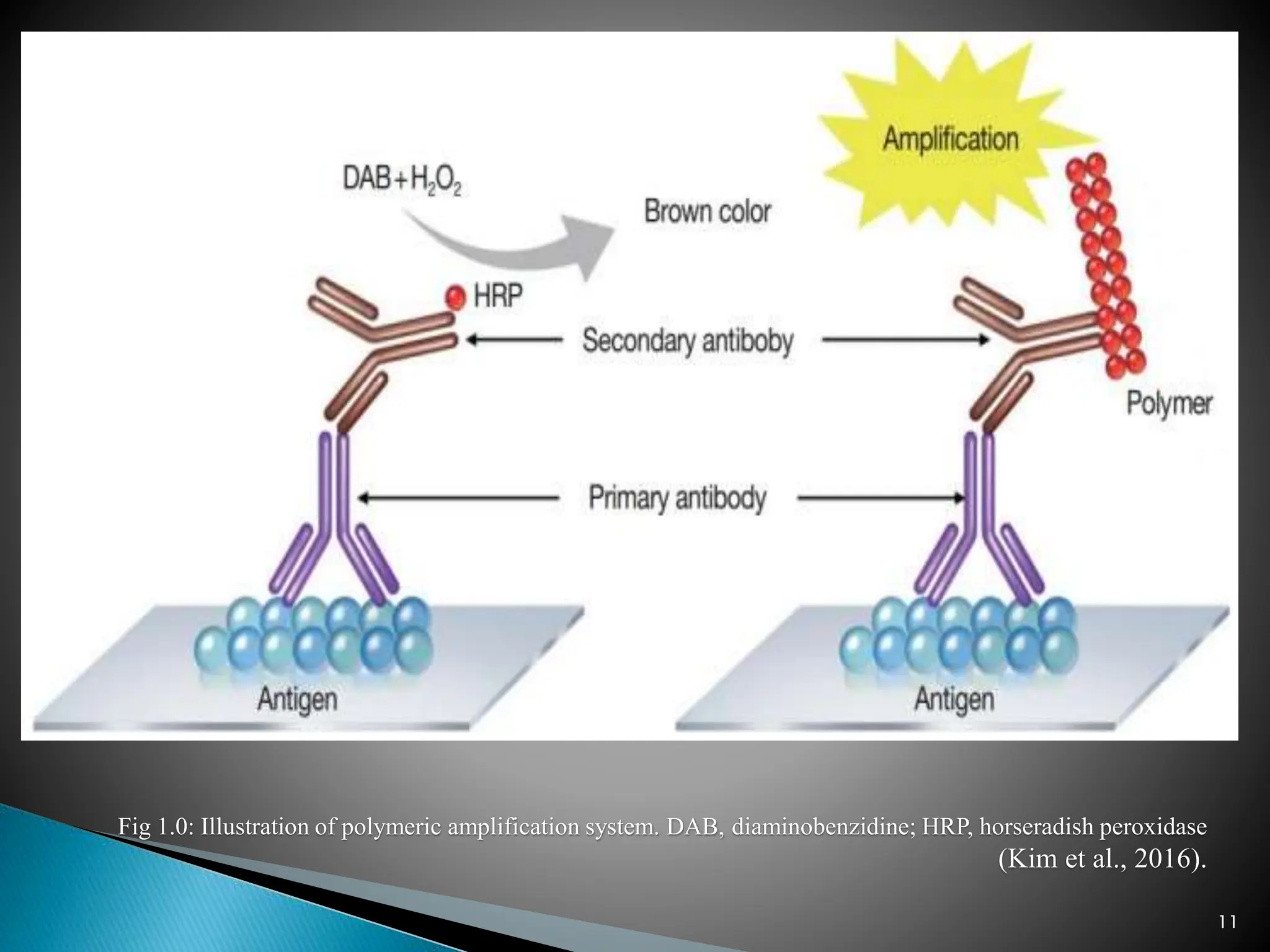 IMMUNOHISTOCHEMISTRY IN PATHOLOGY-1-2.pptx