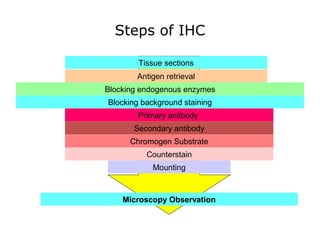 Immunohistochemistry | PPT