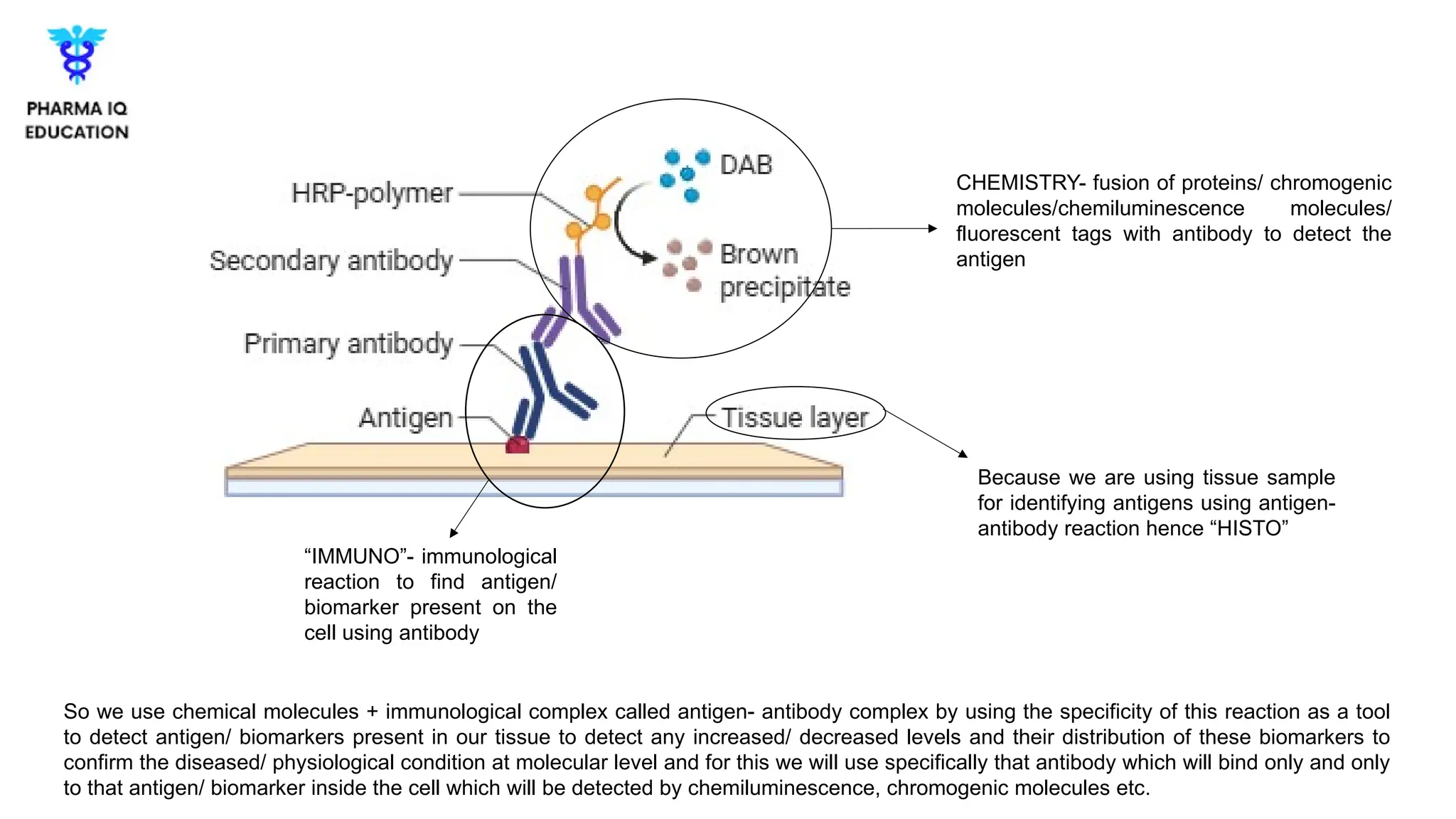 IMMUNOHISTOCHEMISTRY STAINING TECHNIQUES | PPTX
