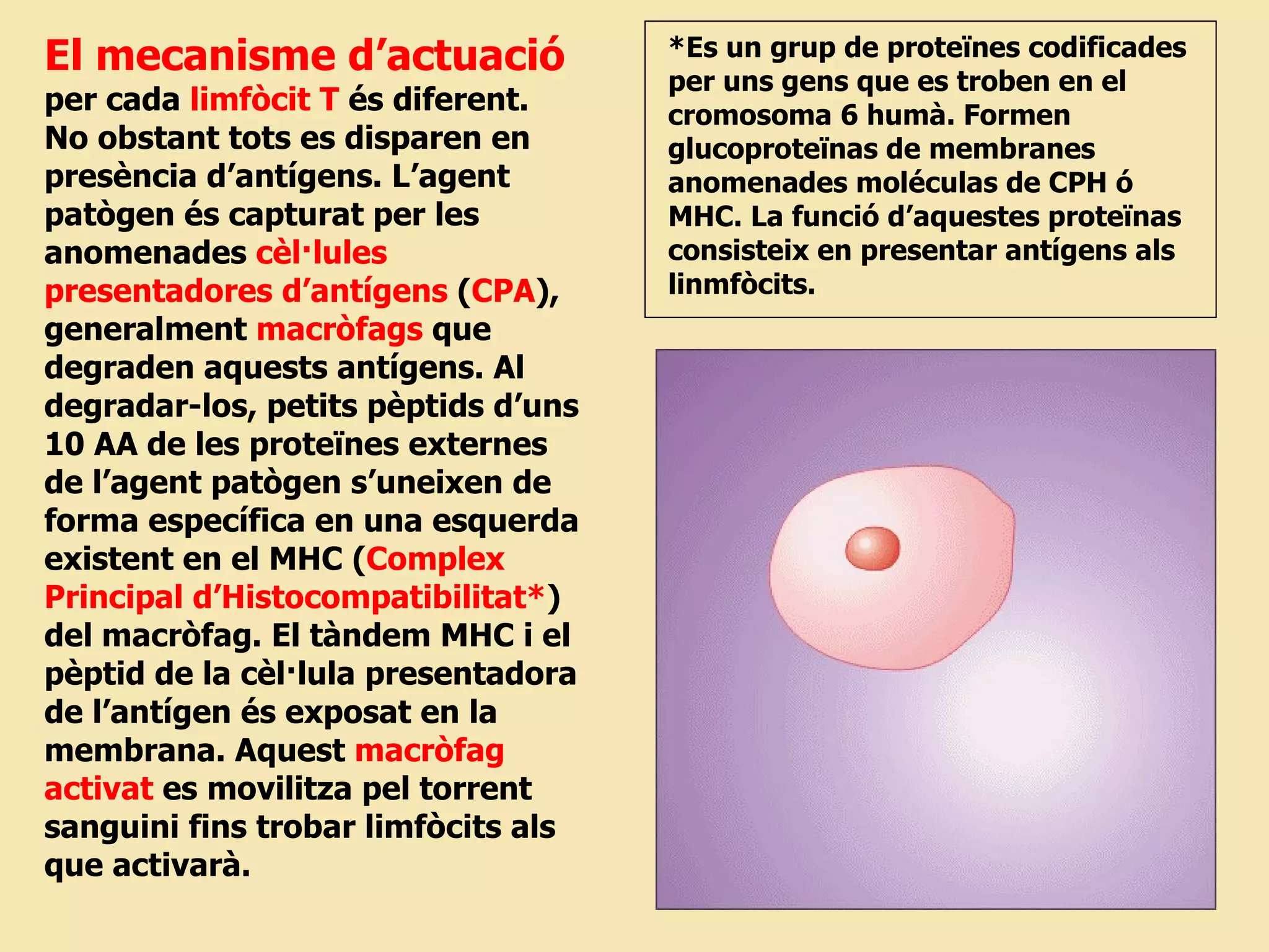 Immunologia | PPT