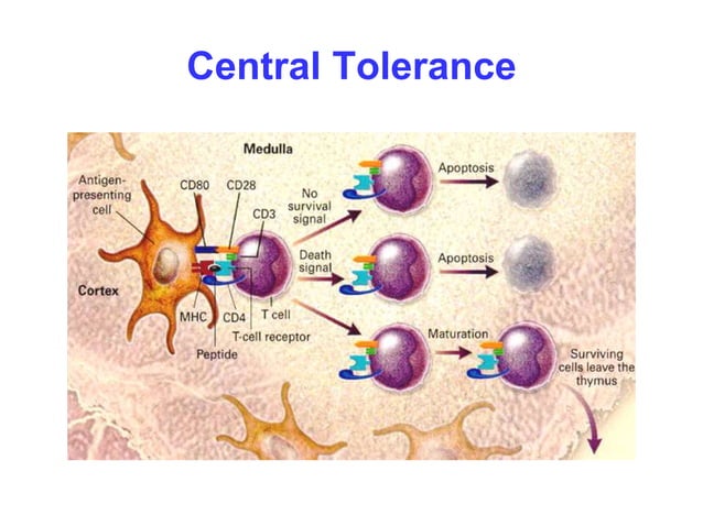 Immunological tolerance dr.ihsan alsaimary | PPT