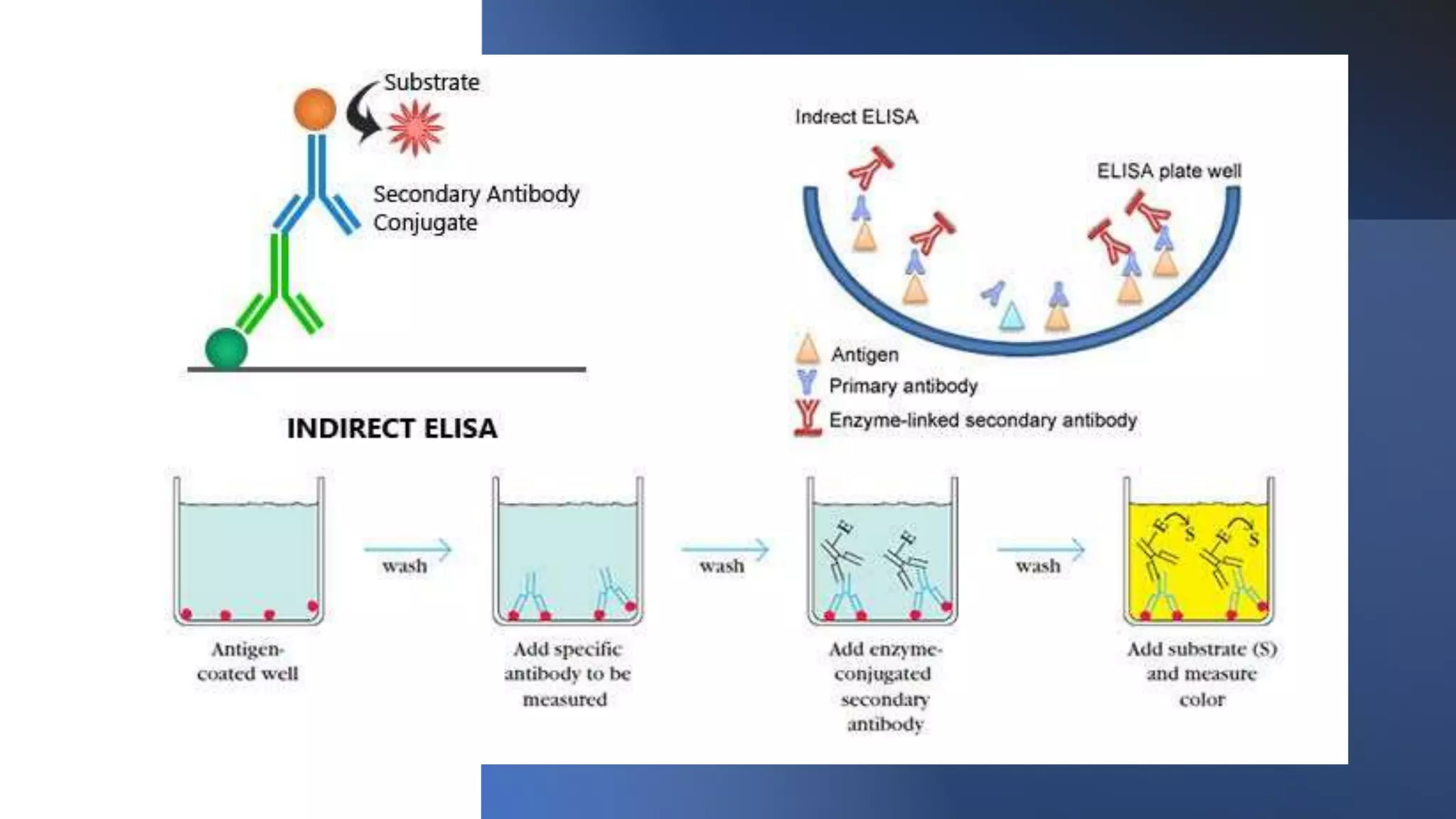 Immunological Assay.pptx