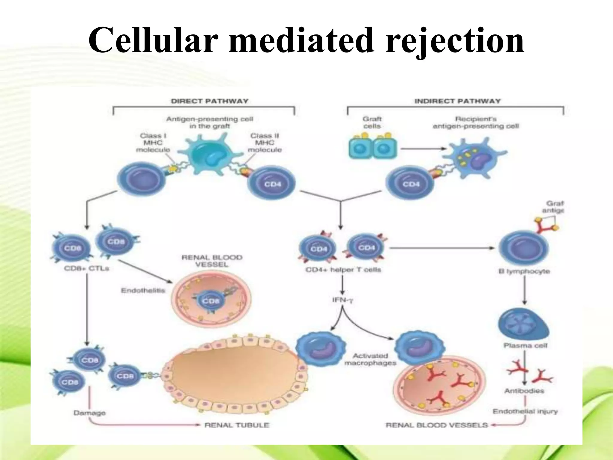 Immunological basis of graft rejection and mechanism of graft rejection ...