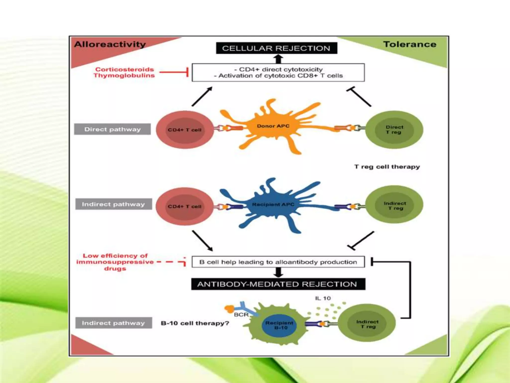 Immunological basis of graft rejection and mechanism of graft rejection ...