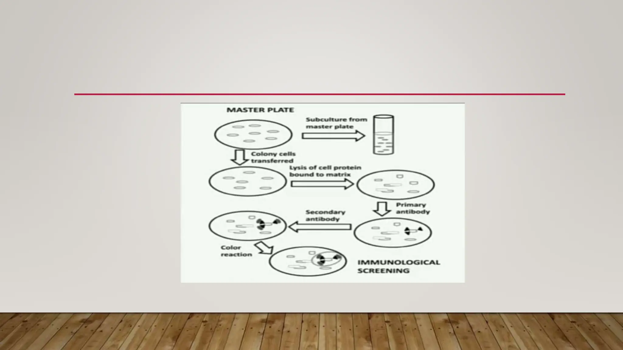 Recombinant DNA technology (Immunological screening) | PPTX