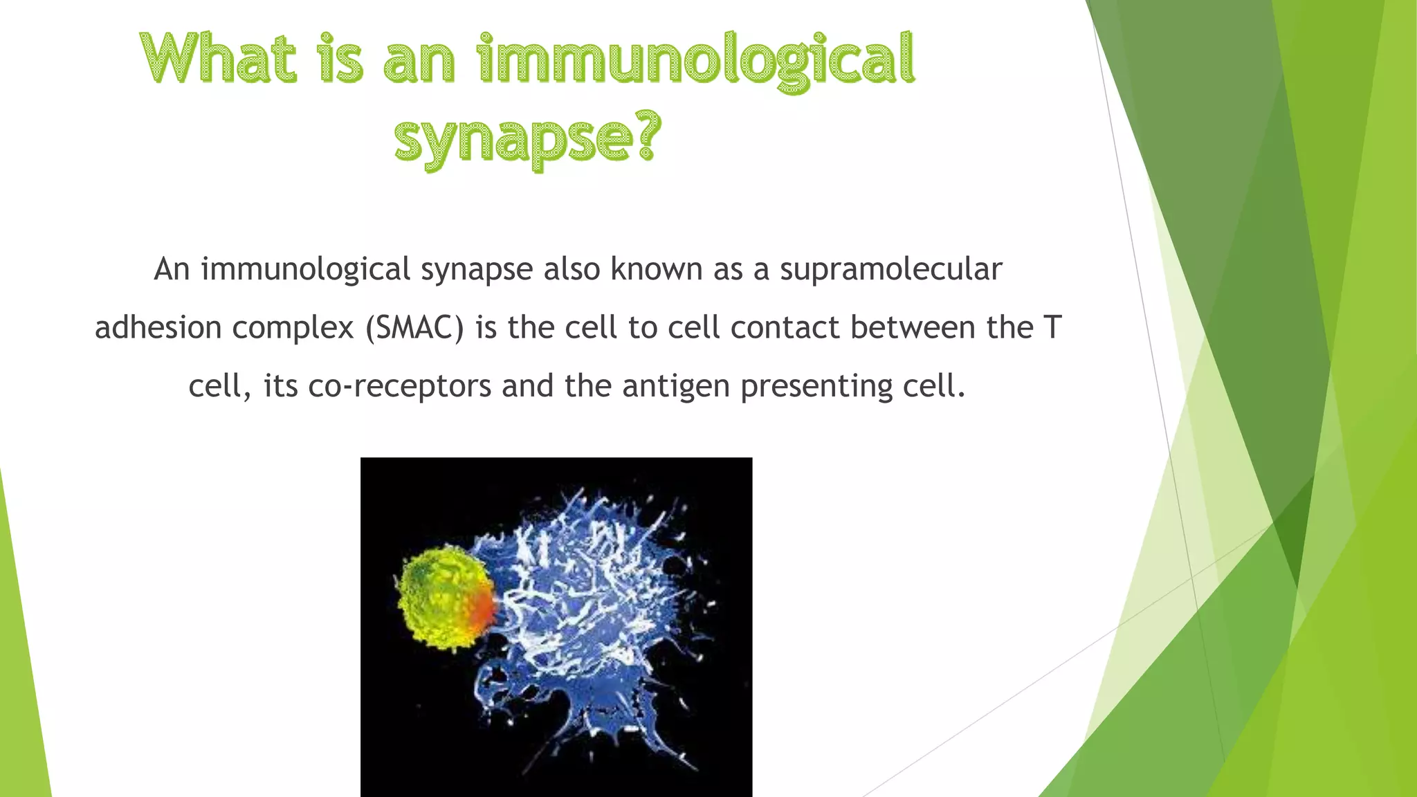 Immunological synapse | PPTX