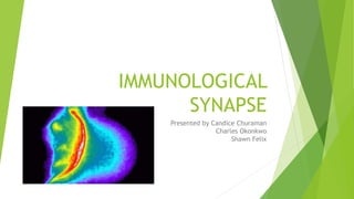 Immunological synapse | PPT