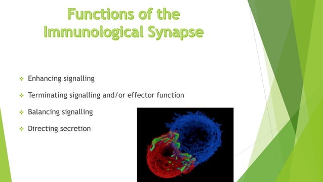 Immunological synapse | PPT