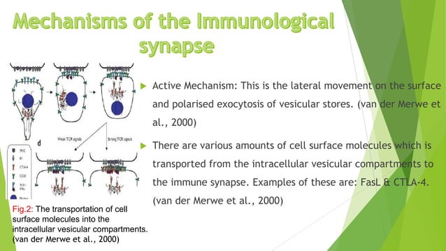 Immunological synapse | PPT