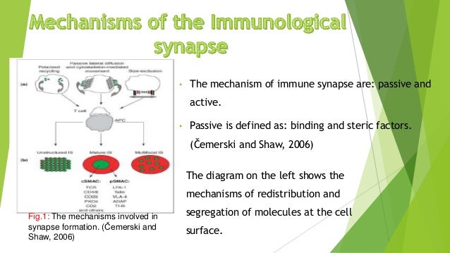 Immunological synapse