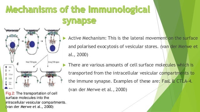 Immunological synapse