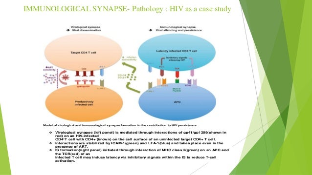 Immunological synapse