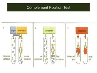 Immunological techniques | PPTX