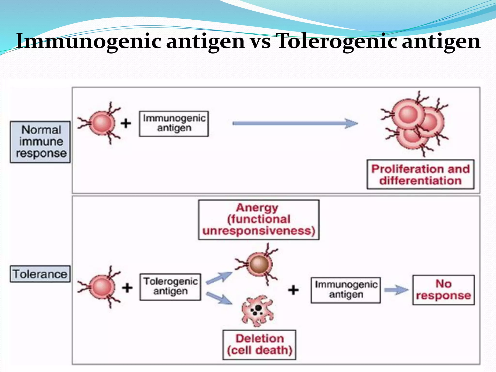 Immunological tolerance | PDF