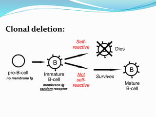 Immunological tolerance | PDF