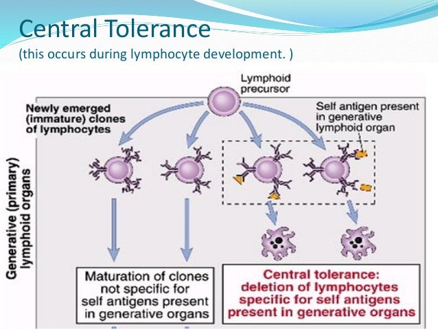 Immunological tolerance