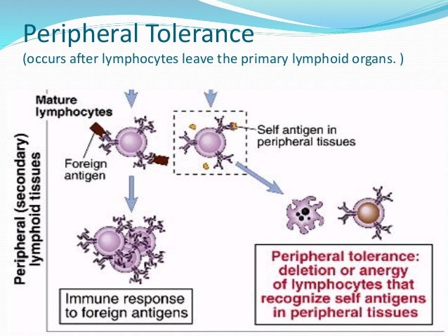 Immunological tolerance