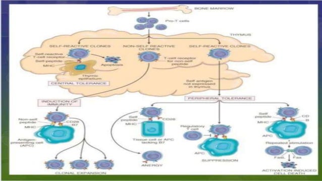 immunological tolerance- immunology.pptx