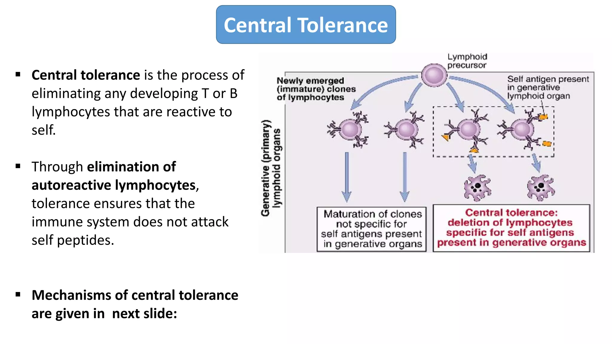Immunological tolerance and resistance | PDF