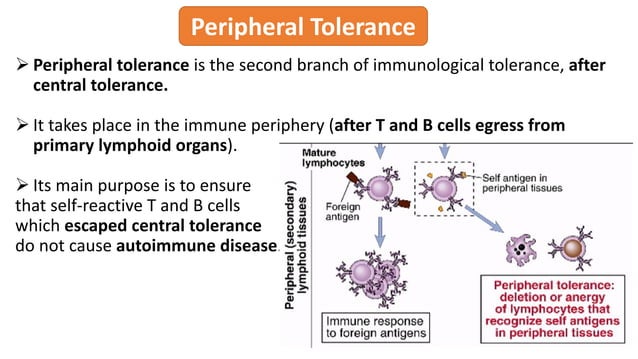 Immunological tolerance and resistance | PDF | Biological Sciences ...