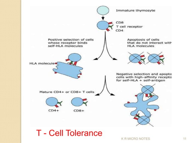 IMMUNOLOGICAL TOLERANCE AND MODULATION PPT | PPTX