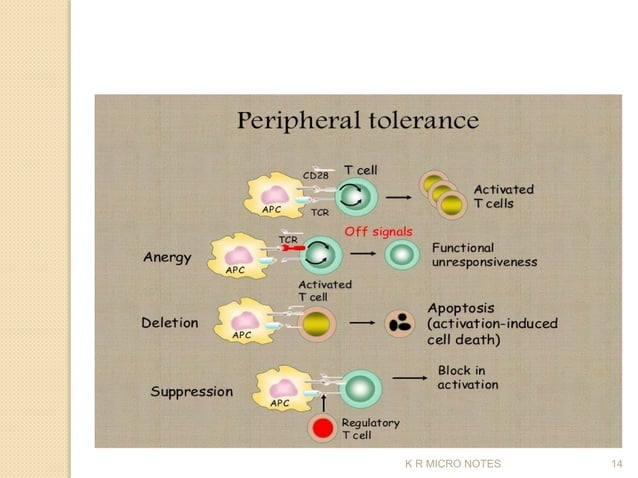 IMMUNOLOGICAL TOLERANCE AND MODULATION PPT | PPTX