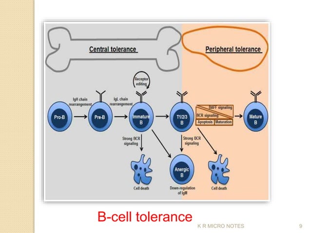 IMMUNOLOGICAL TOLERANCE AND MODULATION PPT | PPTX