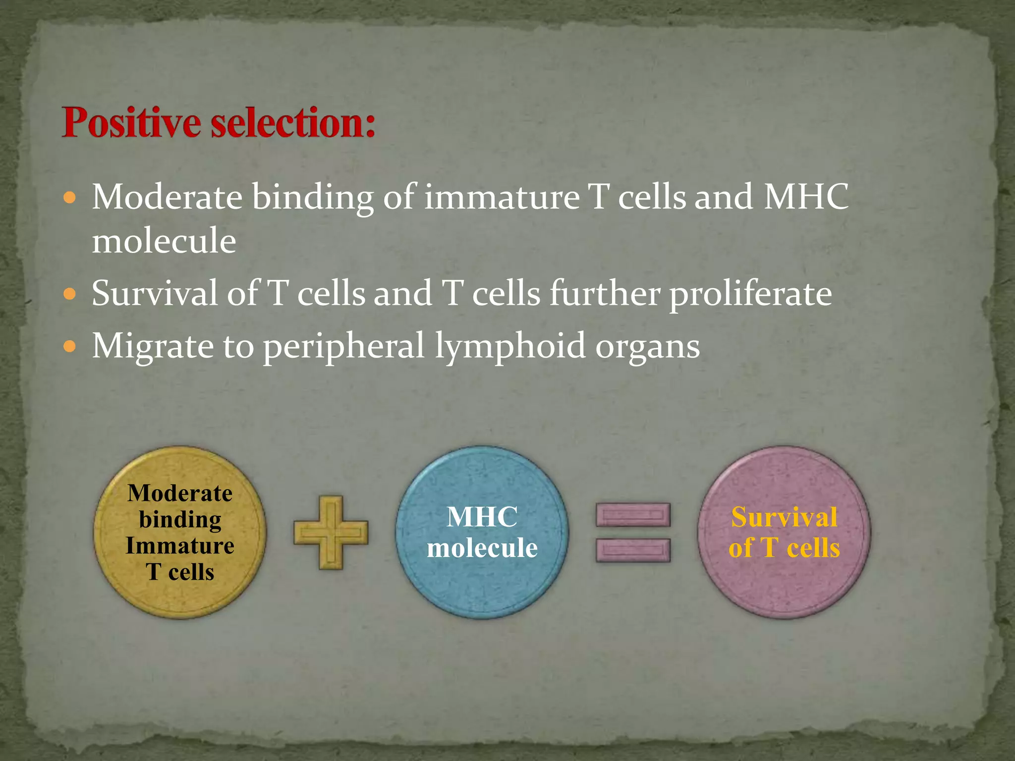 Immunological tolerence and autoimmunity | PPT