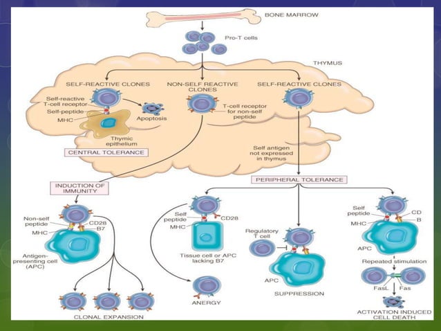 Immunologic tolerance | PPTX