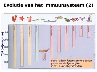 Immuunsysteem | PPT