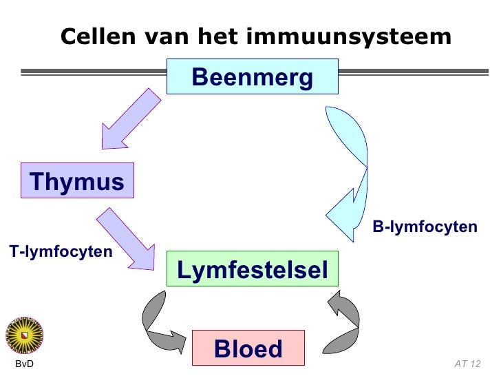 Immuunsysteem