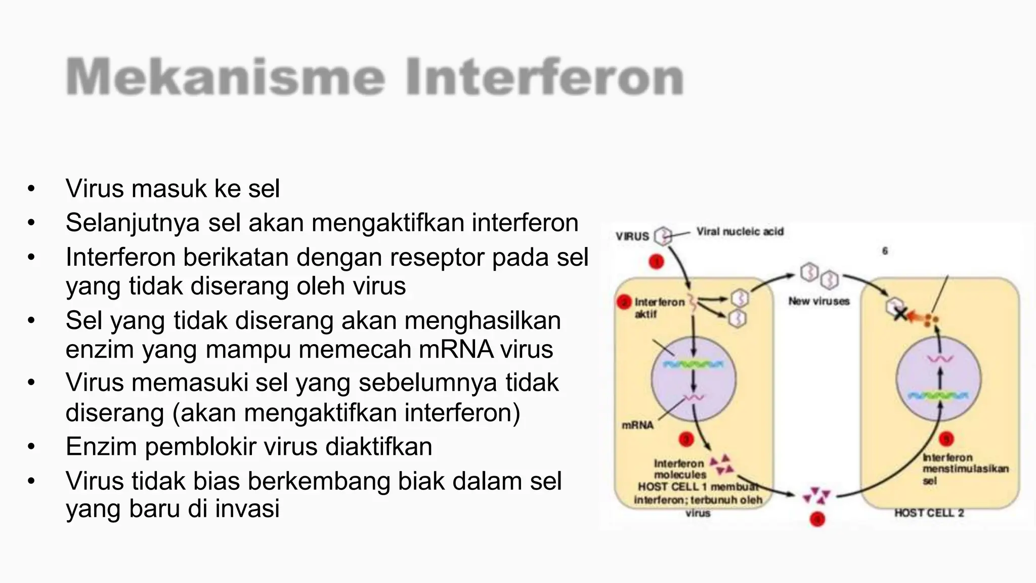 immunologi manusia.pptx