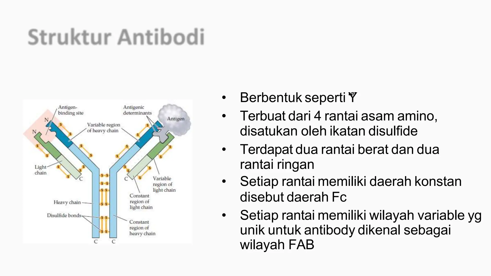 immunologi manusia.pptx