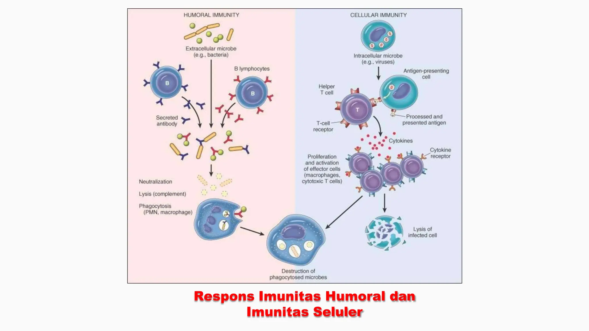 immunologi manusia.pptx
