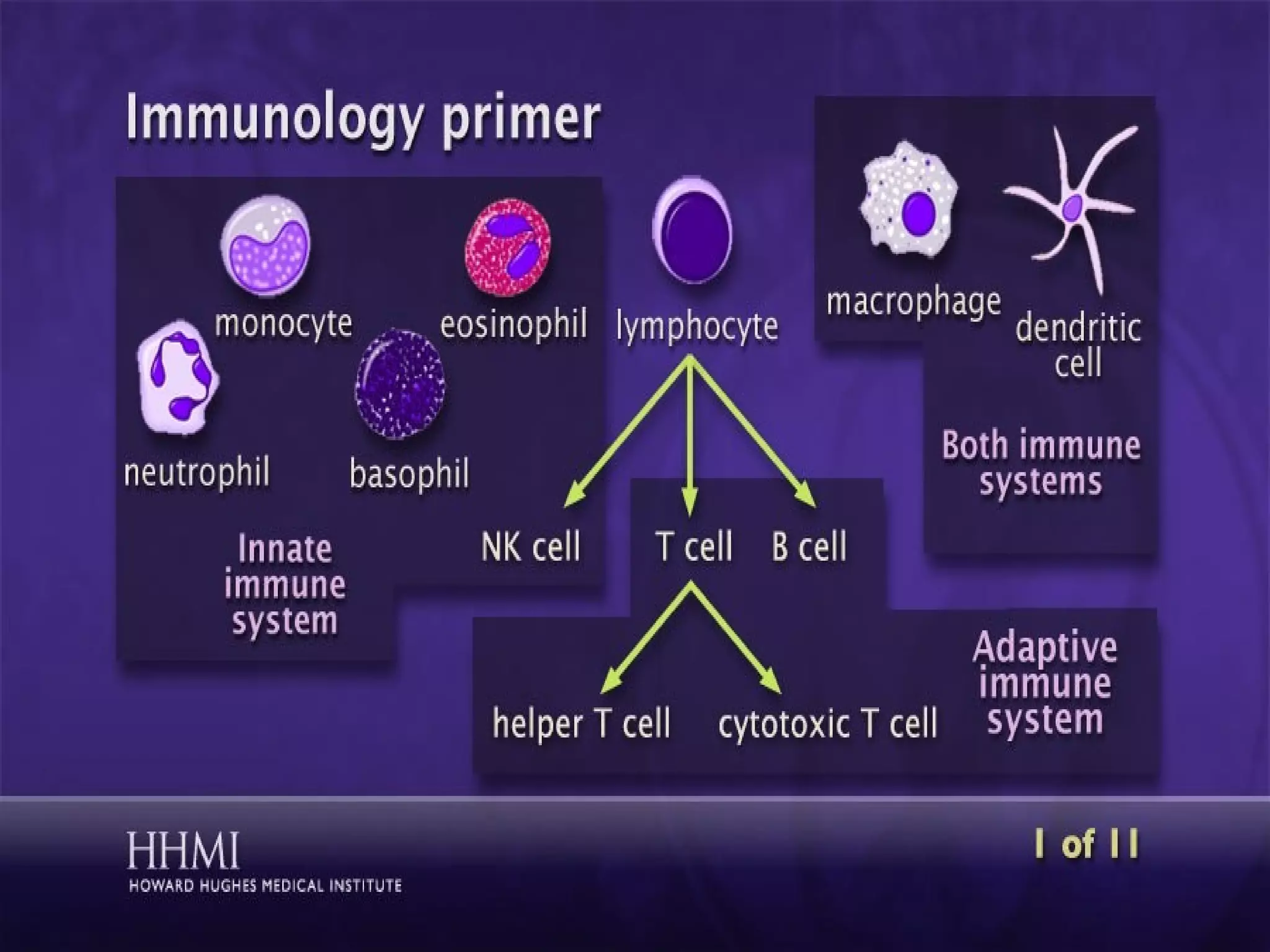 Immunology | PPT | Biological Sciences | Science