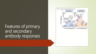 effector mechanism of humoral immunity | PPTX