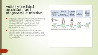 effector mechanism of humoral immunity | PPTX