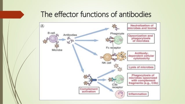 effector mechanism of humoral immunity