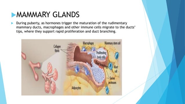 Behavioral Immunology | PPT