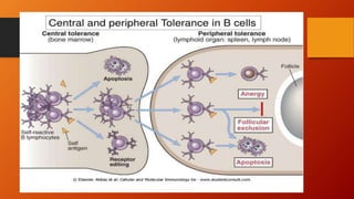 Immunosuppression and immune tolerance ppt | PPTX