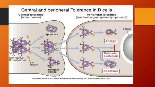 Immunosuppression and immune tolerance ppt | PPTX | Biological Sciences ...