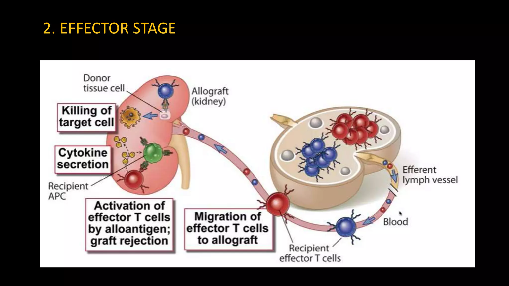 Immunological Basis of Graft Rejection | PPTX