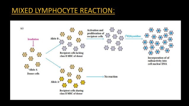 Immunological Basis of Graft Rejection | PPTX | Genetics | Science