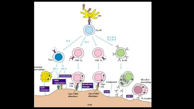 Immunological Basis of Graft Rejection | PPTX | Genetics | Science