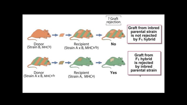 Immunological Basis of Graft Rejection | PPTX | Genetics | Science