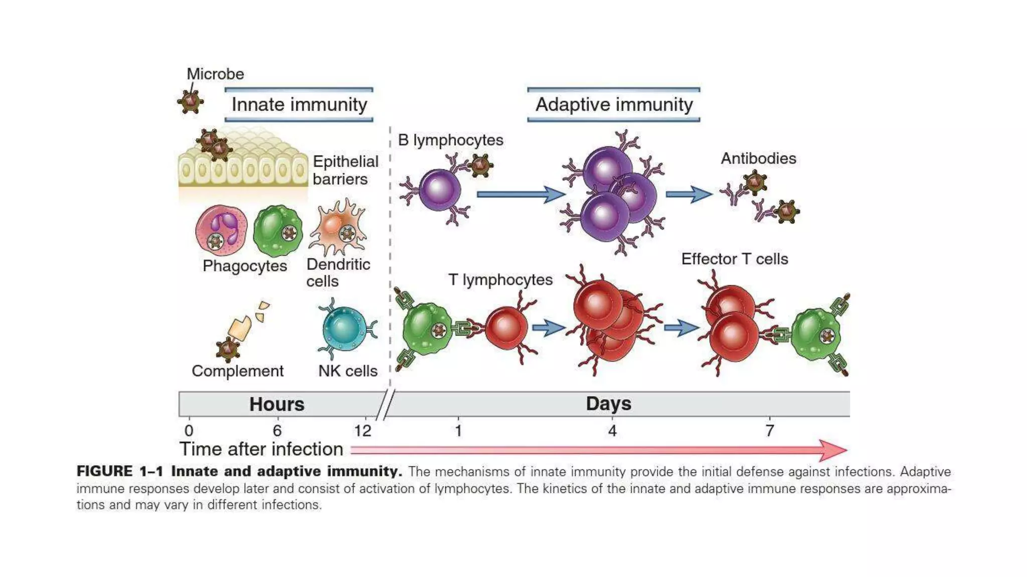 Medical Microbiology - Immunology | PPTX