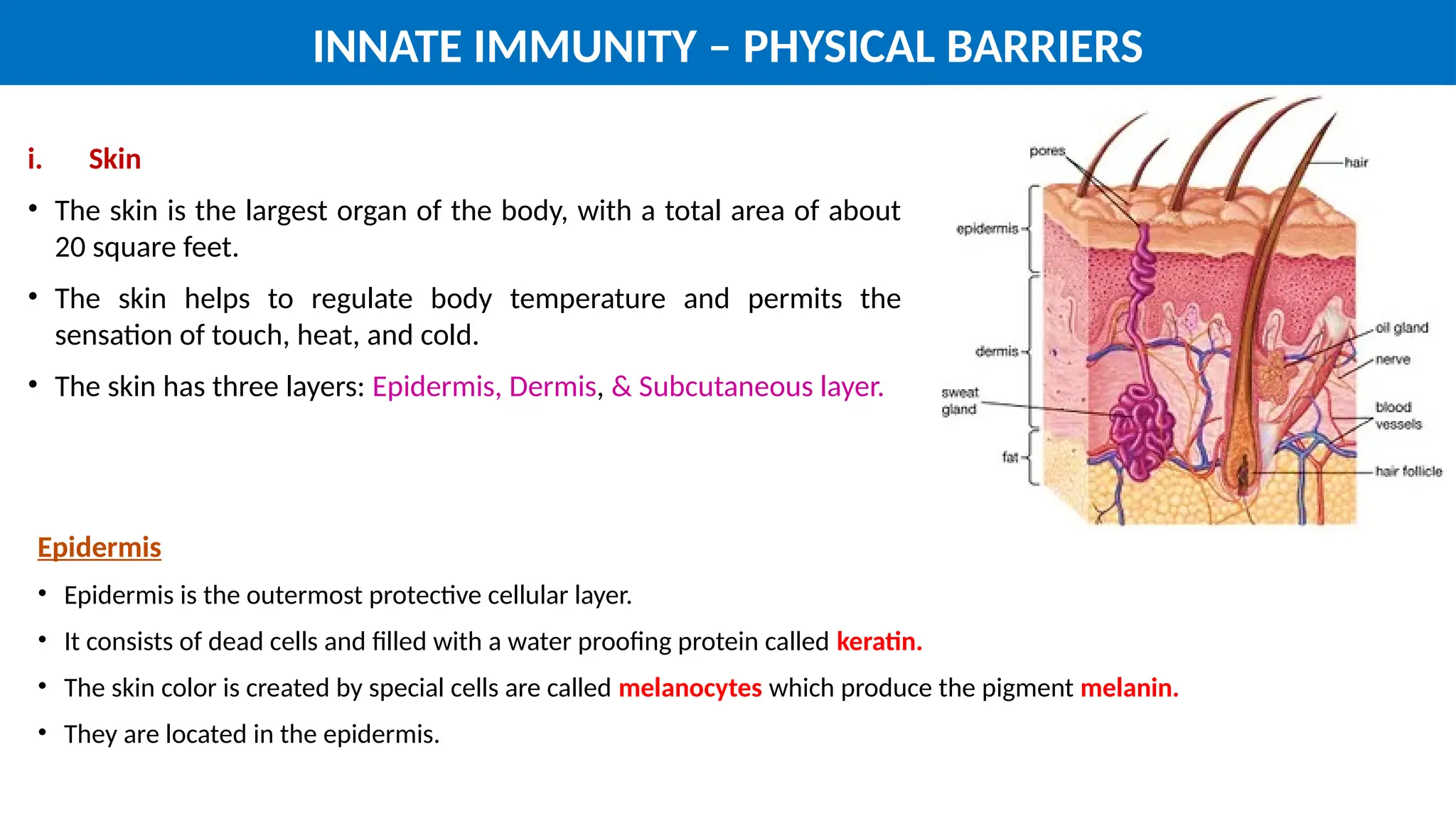 Innate Immunity - Immunology Exam Point of View | PPTX