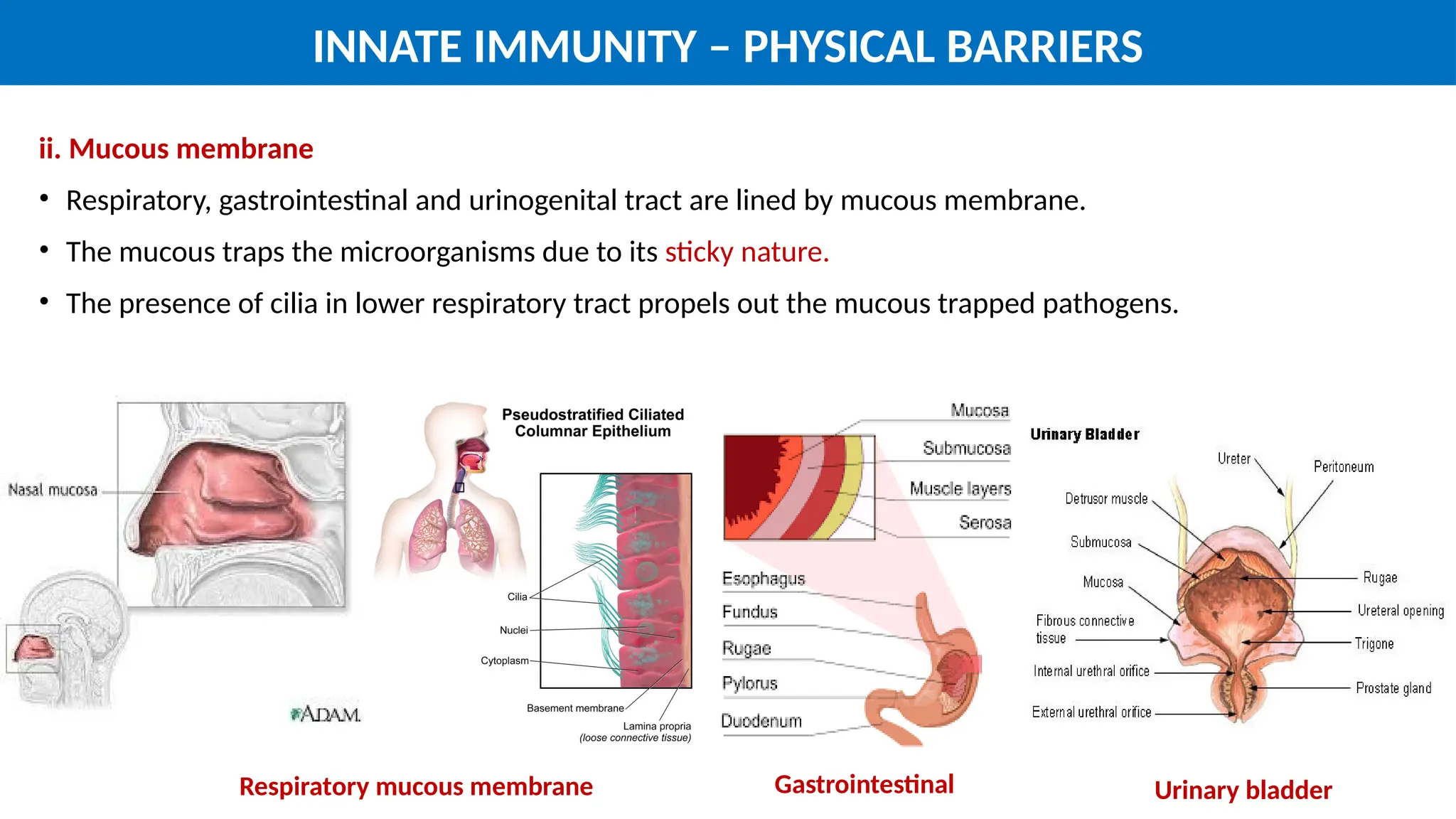 Innate Immunity - Immunology Exam Point of View | PPTX