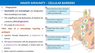 Innate Immunity - Immunology Exam Point of View | PPTX