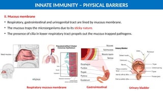 Innate Immunity - Immunology Exam Point of View | PPTX